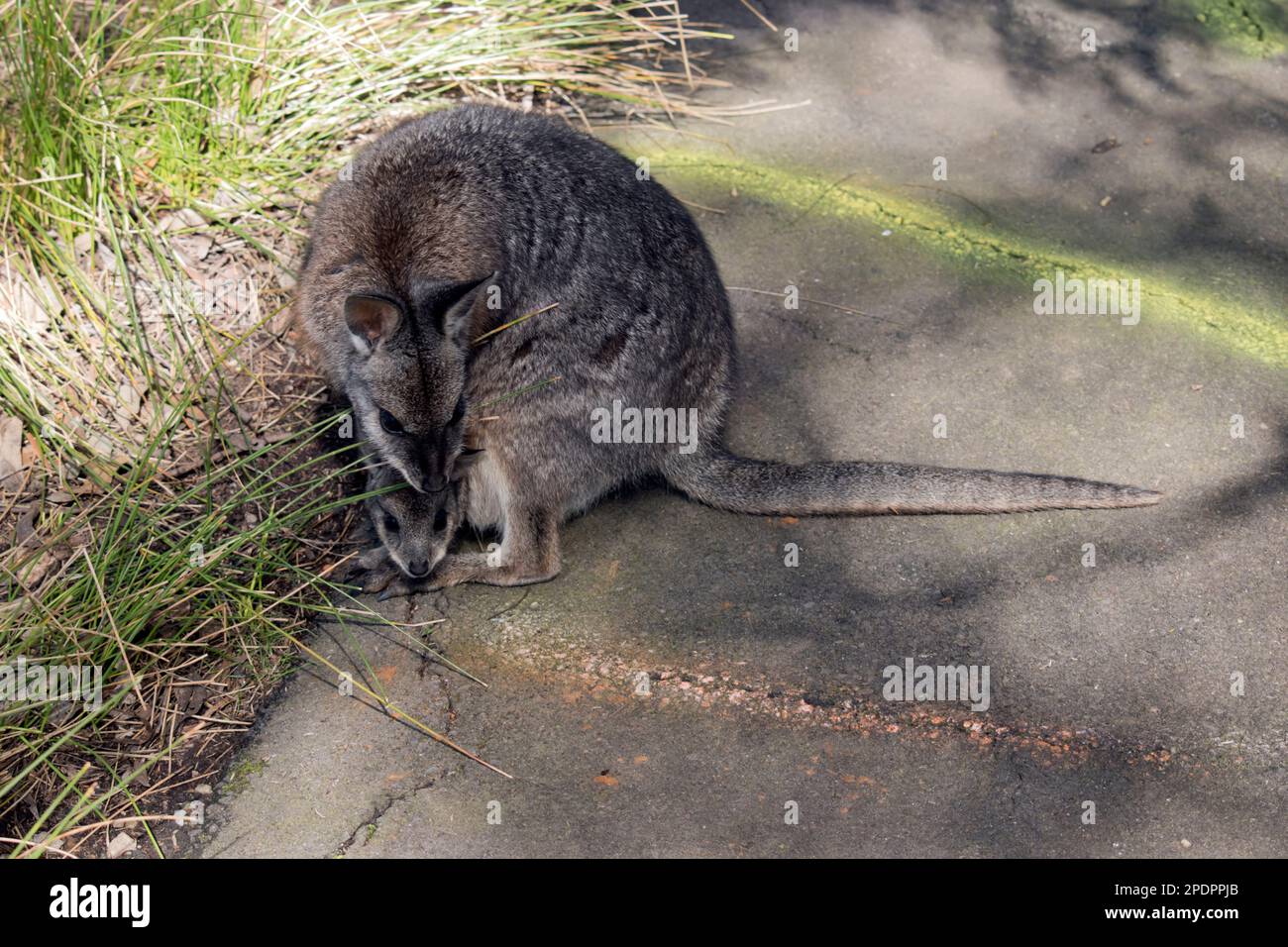 The tammar wallaby is a small grey wallaby with tan arms and white ...