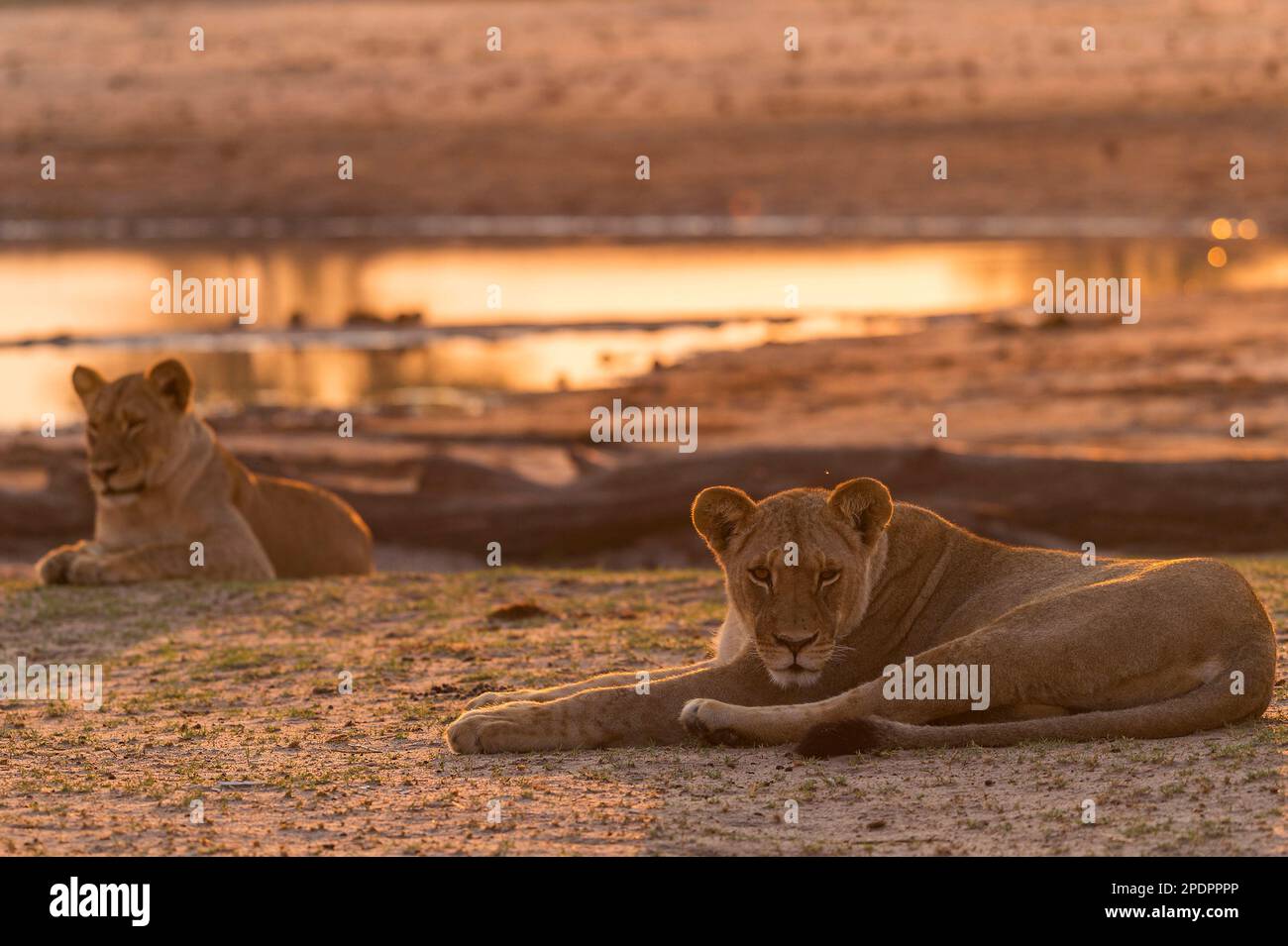 A pride of African Lion, Panthera Leo, at Ngweshla pan in Zimbabwe's ...