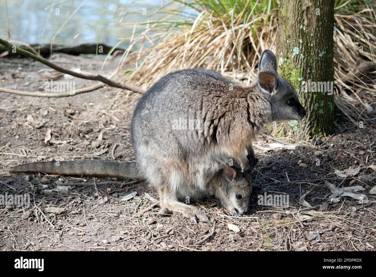 the tammar wallaby is a small marsupial with a grey coat and tan arms ...