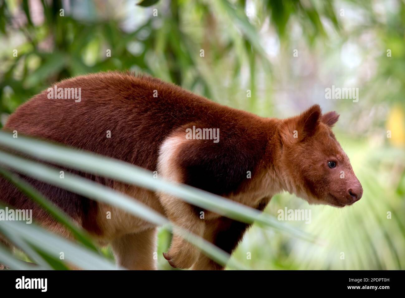 Tail looks like eyes hi-res stock photography and images - Alamy