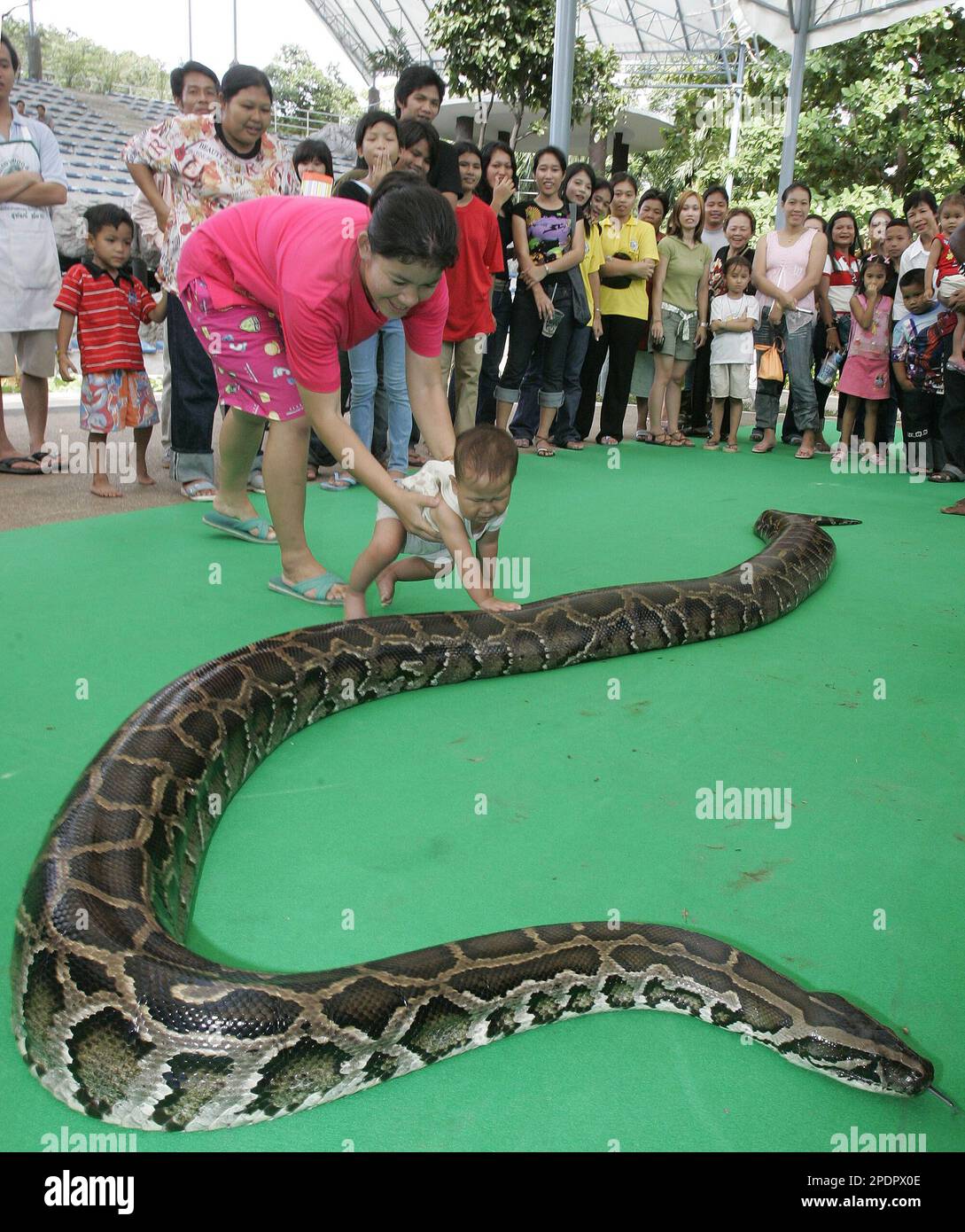 A mother holds her toddler petting a 10-year-old, 4-meter (13-foot ...