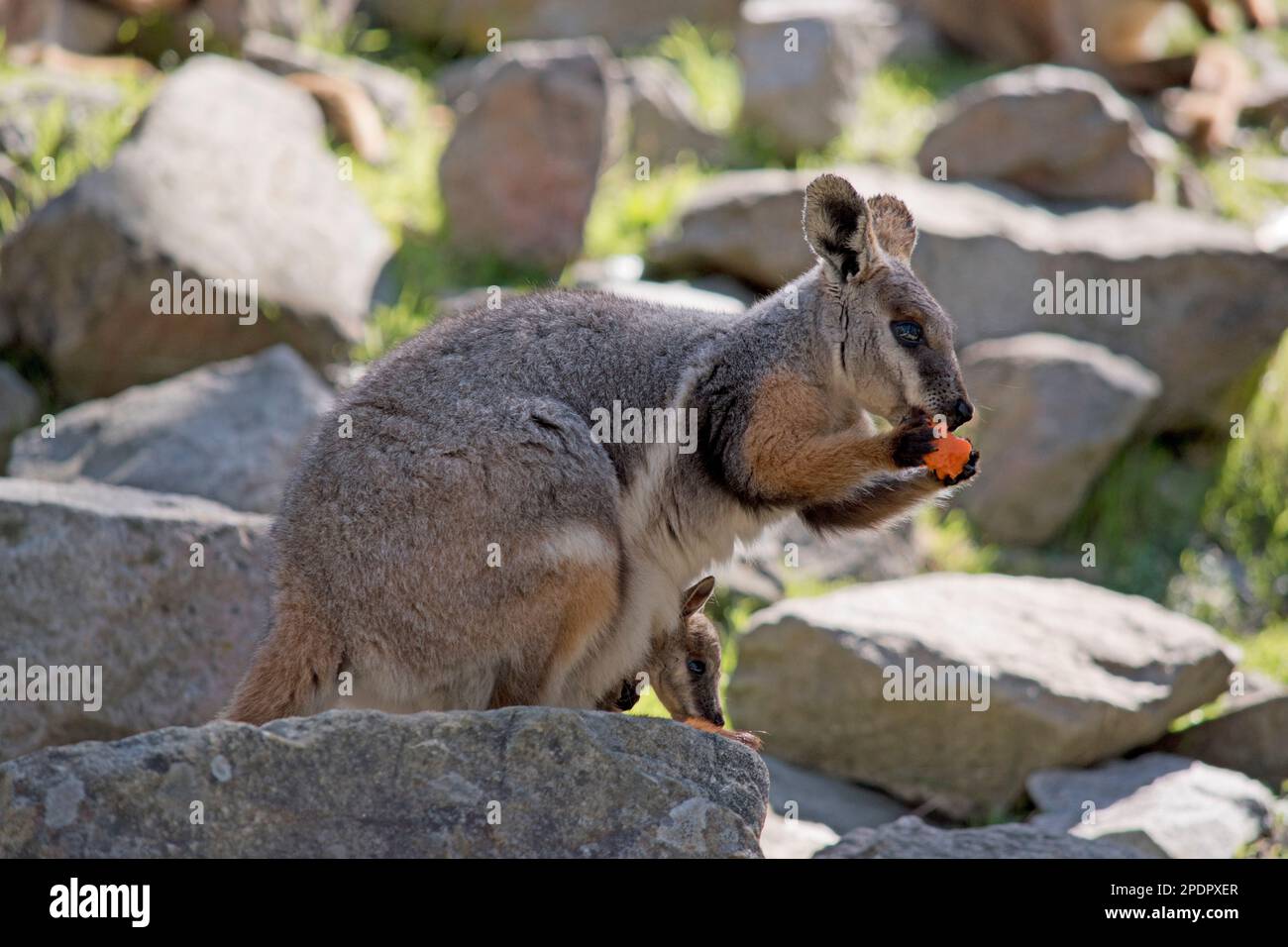 Wallaby pouch hi-res stock photography and images - Alamy