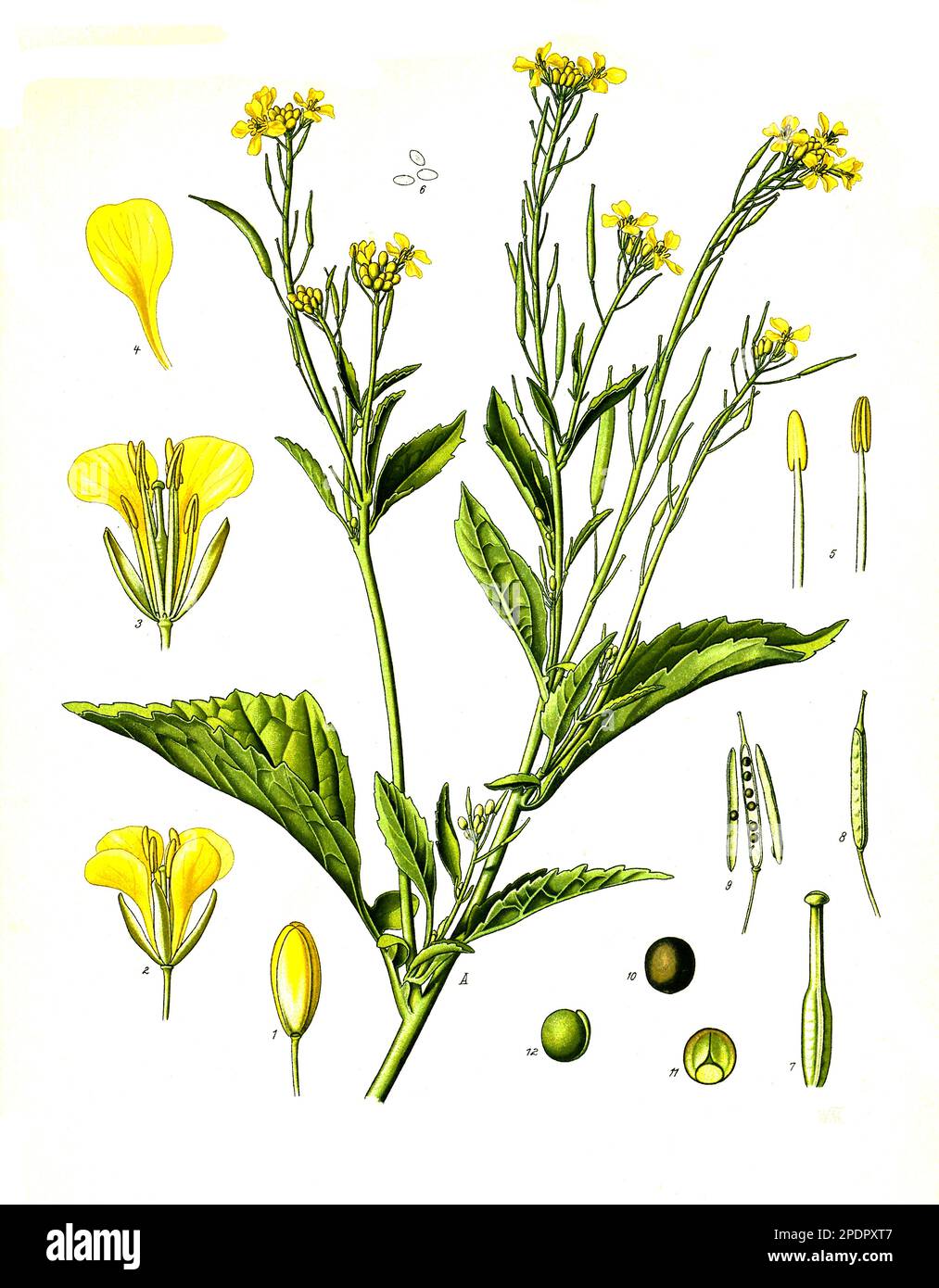 Heilpflanze, Brauner Senf, Brassica juncea, auch Indischer Senf ...