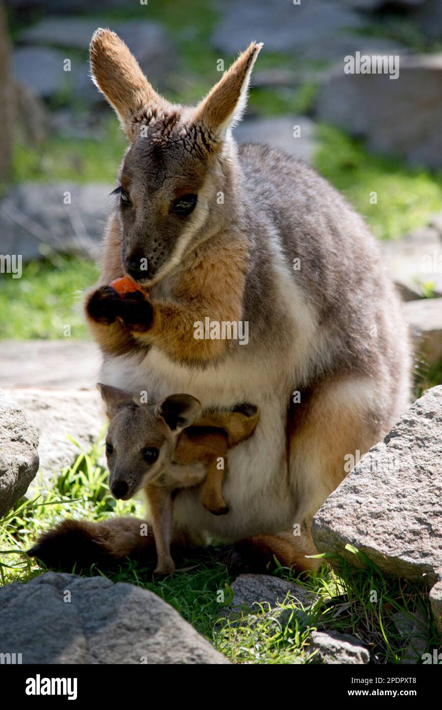 the yellow footed rock wallaby has a joey in her pouch Stock Photo - Alamy