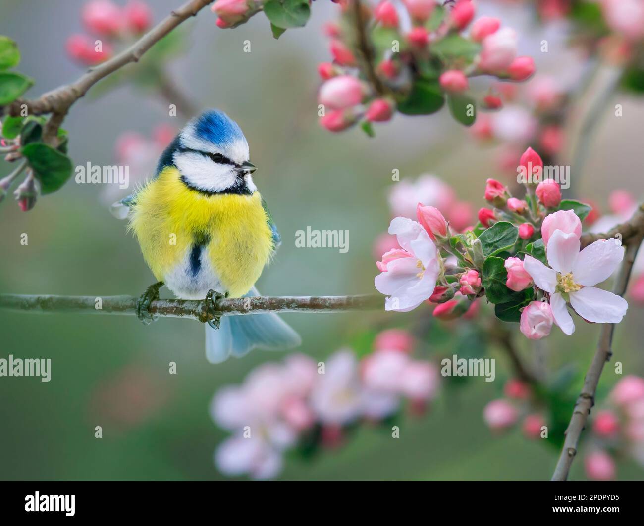 bright azure songbird in spring blooming garden sitting on a branch of ...