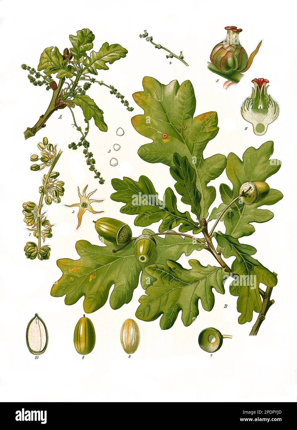 Heilpflanze, Stieleiche, Quercus robur, Quercus pedunculata, auch ...