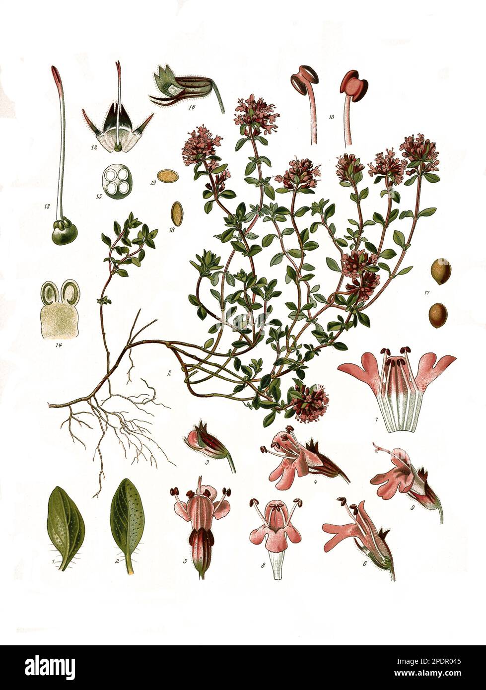 Heilpflanze, Sand-Thymian oder Feld-Thymian, Thymus serpyllum, auch ...