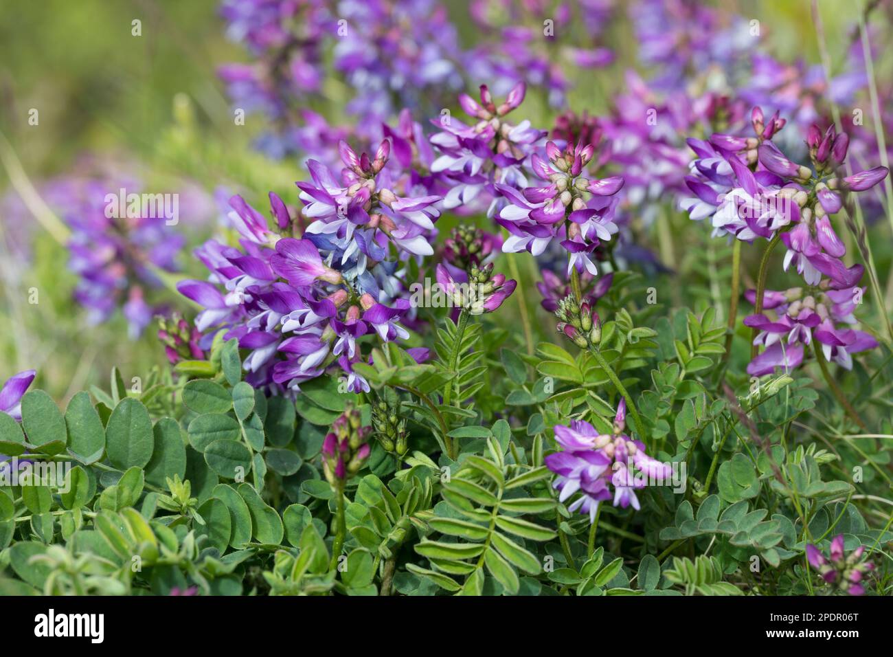 Alpen-Tragant, Astragalus alpinus, alpine milkvetch, l'Astragale des ...