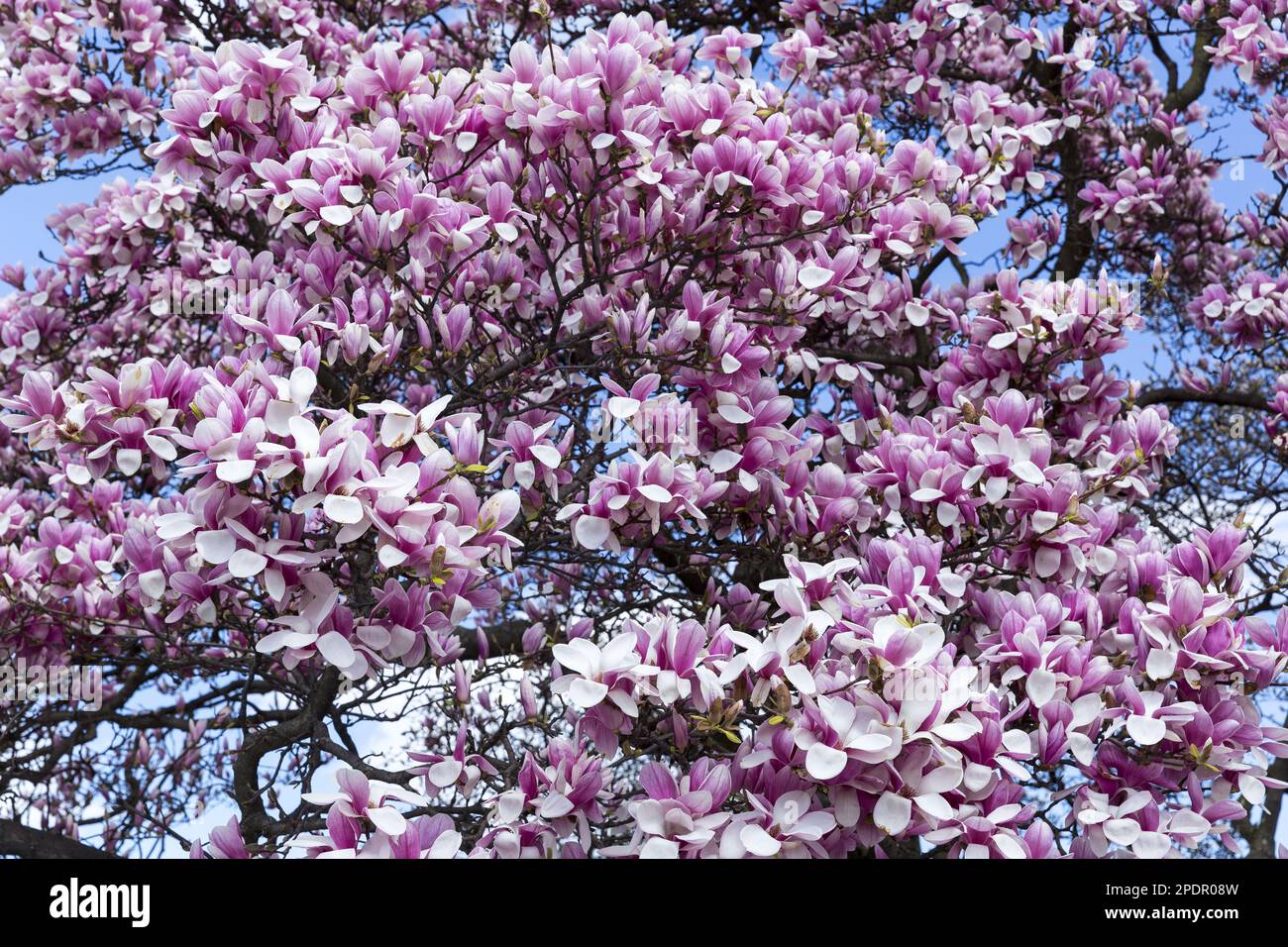 Spring magnolia flowers Stock Photo - Alamy