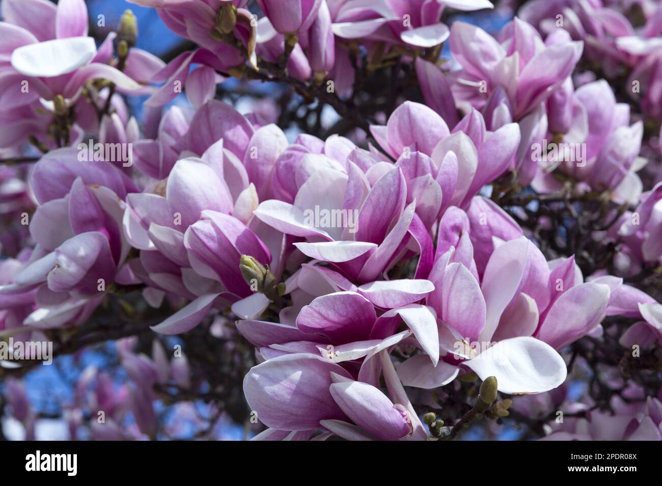 Spring april magnolia tree trees hi-res stock photography and images ...