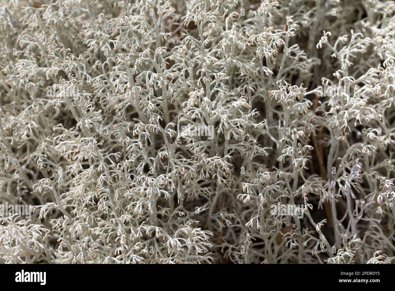 Echte Rentierflechte, Rentierflechte, Isländisch Moos, Isländisches ...