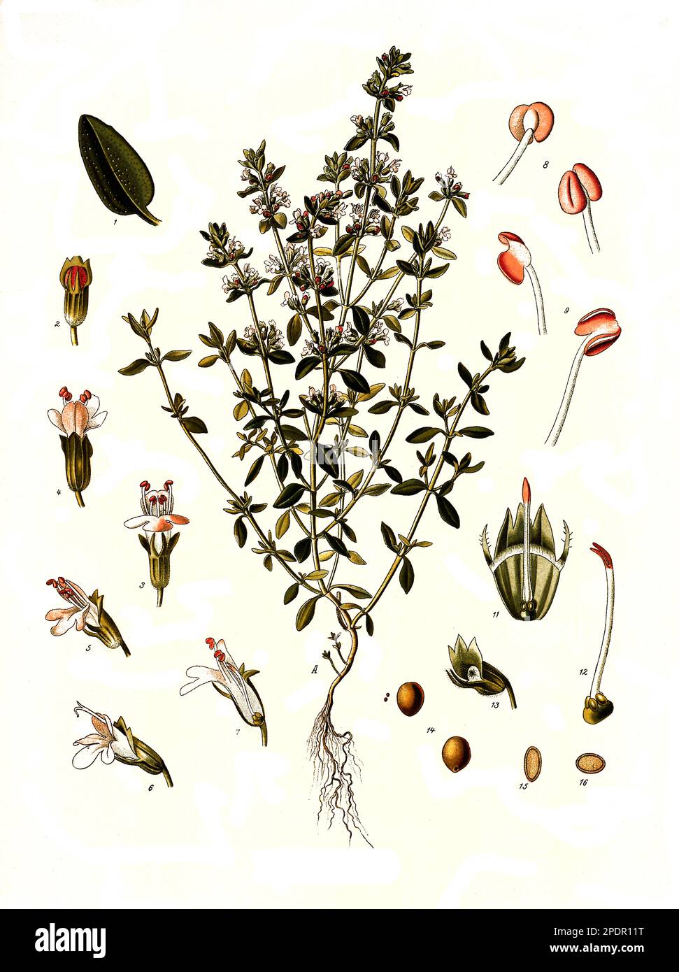 Heilpflanze, Echter Thymian, Thymus vulgaris, auch Römischer Quendel ...