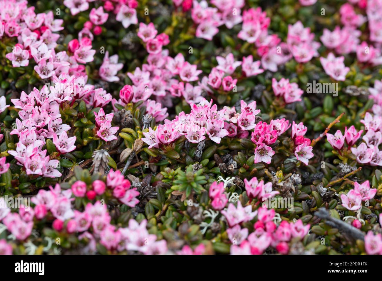 Gamsheide, Gemsheide, Gämsheide, Echte Alpenazalee, Alpen-Azalee ...