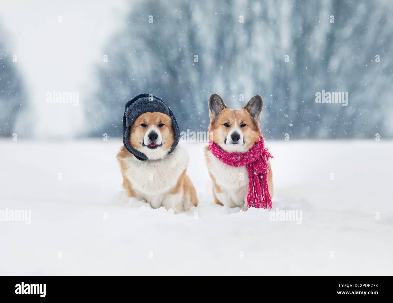 two cute dogs Pembroke corgis are sitting in the snow in a warm hat with earflaps and a scarf in ...