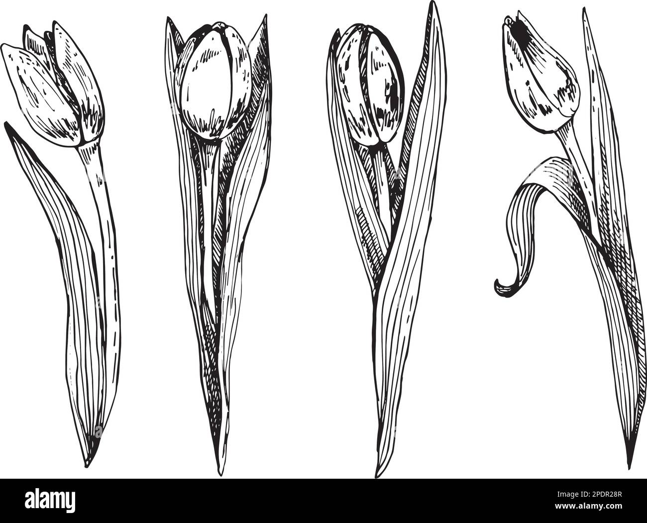 Set of spring flowers tulips branches. ink sketch collection vector ...