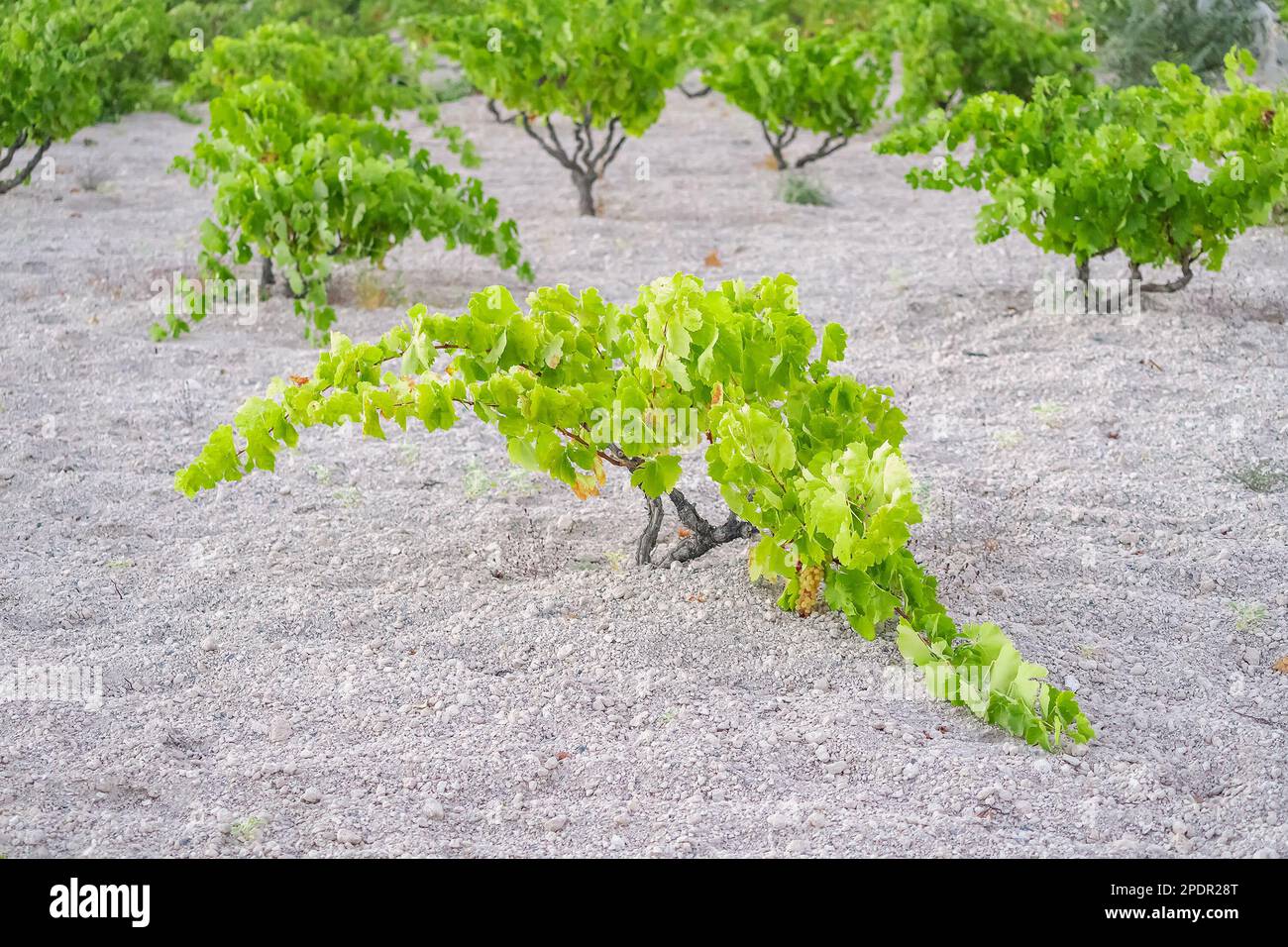 Vineyard on the soil of volcanic tuff in Cappadocia, Turkey Stock Photo ...