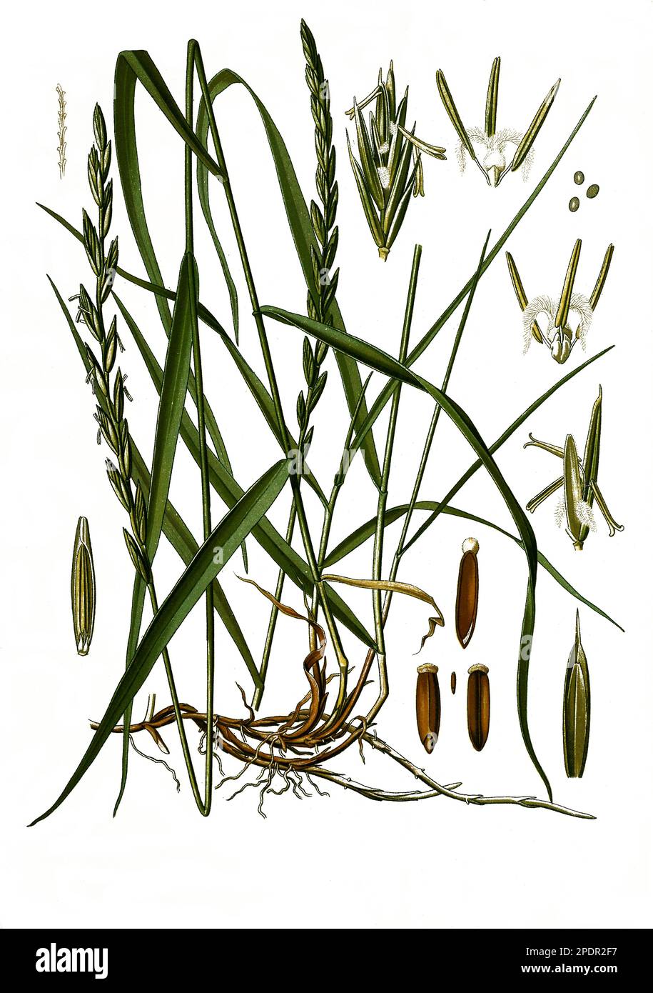 Heilpflanze, Kriech-Quecke (Elymus repens), Gemeine Quecke, Gewöhnliche ...