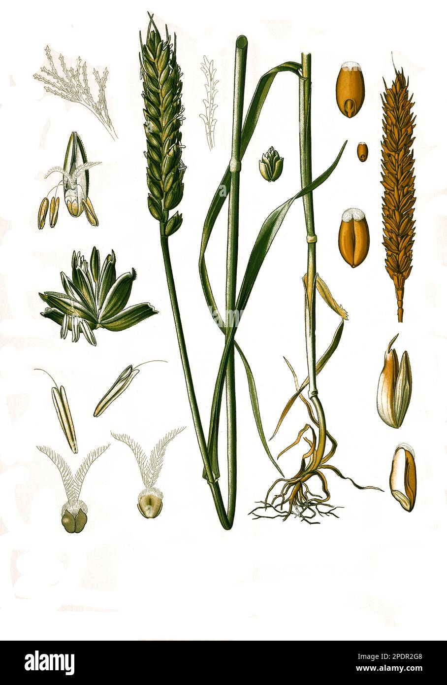 Heilpflanze, Weichweizen (Triticum aestivum, Triticum vulgare Vill ...