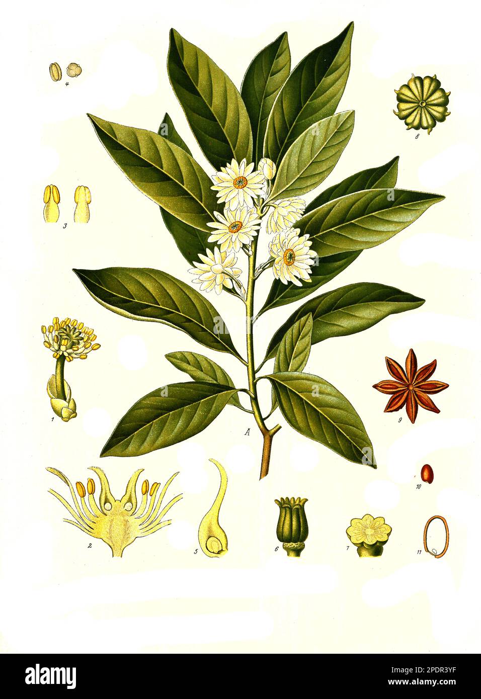 Heilpflanze, Japanische Sternanis oder die Shikimifrucht, Illicium ...