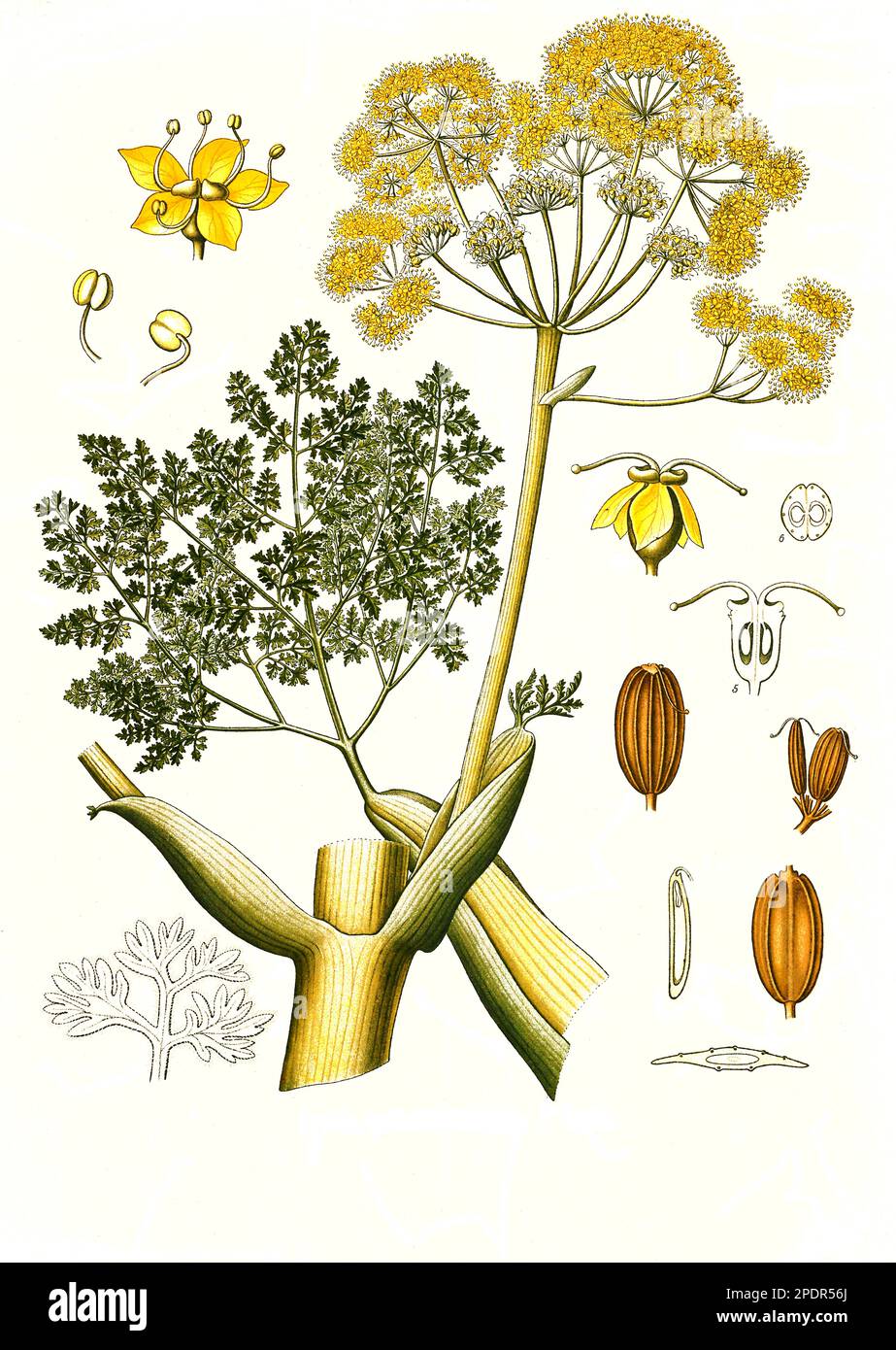 Galbanum plant hi-res stock photography and images - Alamy