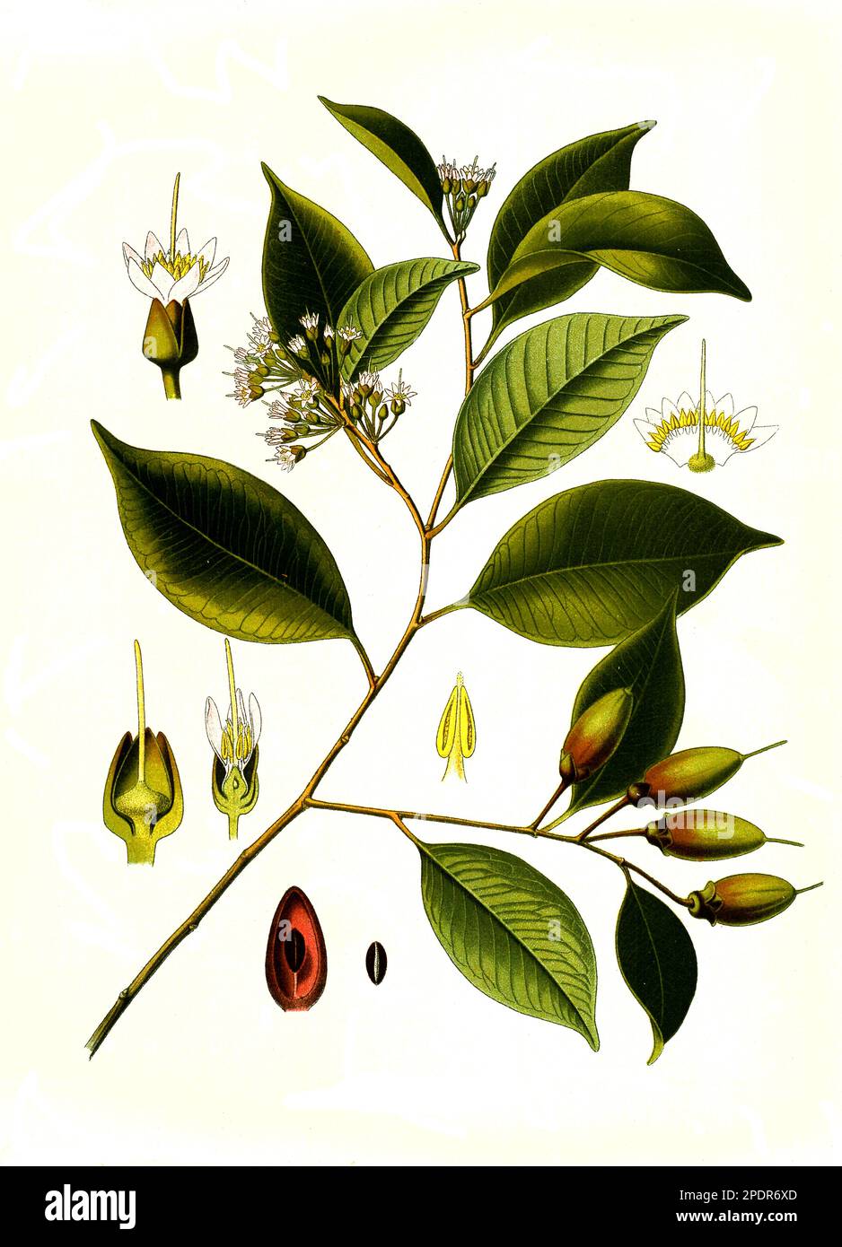 Heilpflanze, Payena leerii, eine Pflanzengattung aus der Familie der ...