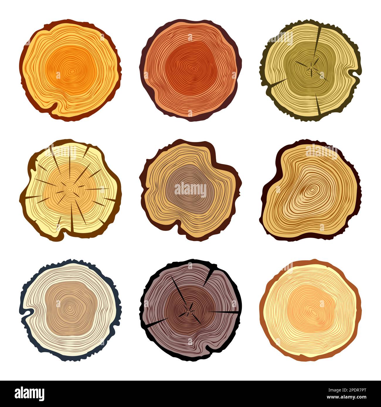 Round colorful tree trunk cuts, sawn pine or oak slices, lumber. Saw ...