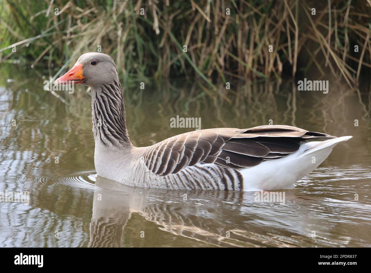 A cheerful duck is seen swimming in a body of water, with its bright ...