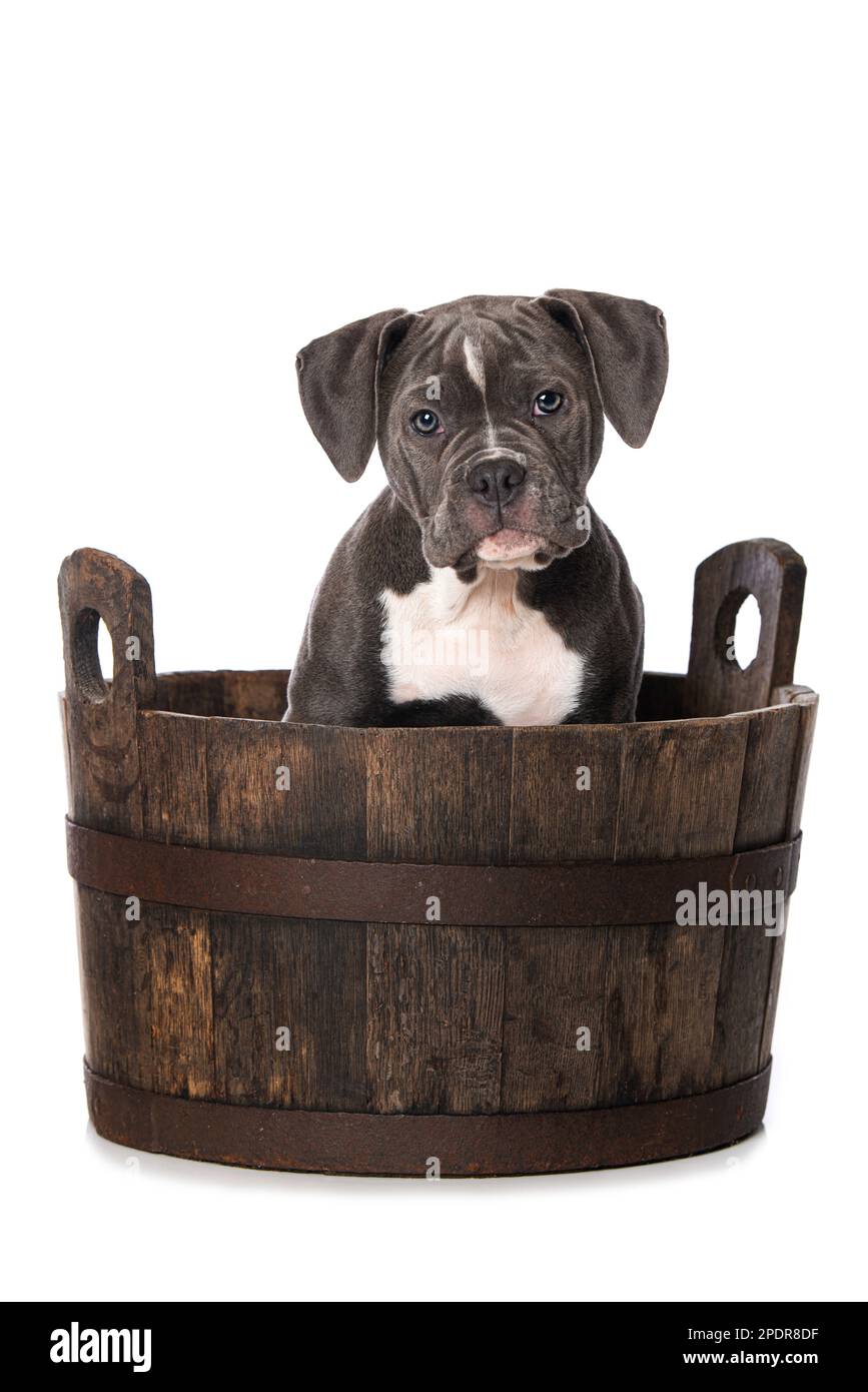 Old english bulldog puppy in a wooden pot Stock Photo - Alamy