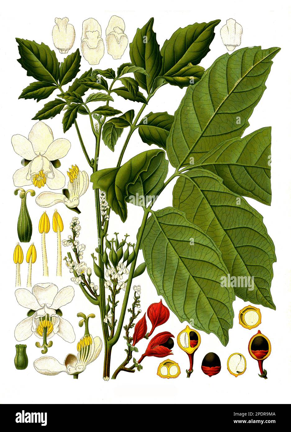 Paullinia cupana illustration hi-res stock photography and images - Alamy