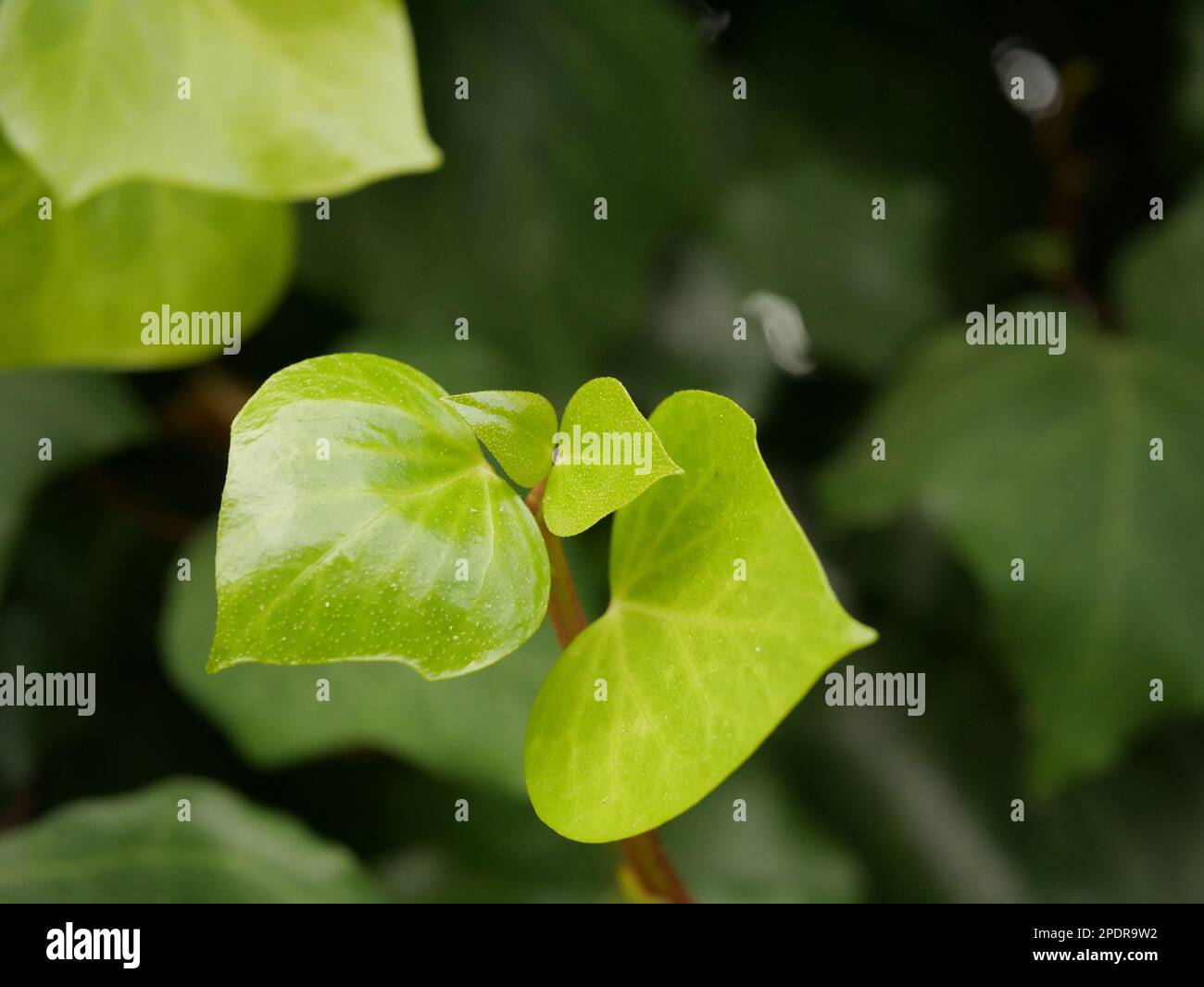 Les feuilles de lierre au printemps affichent un vert trés vif Stock ...