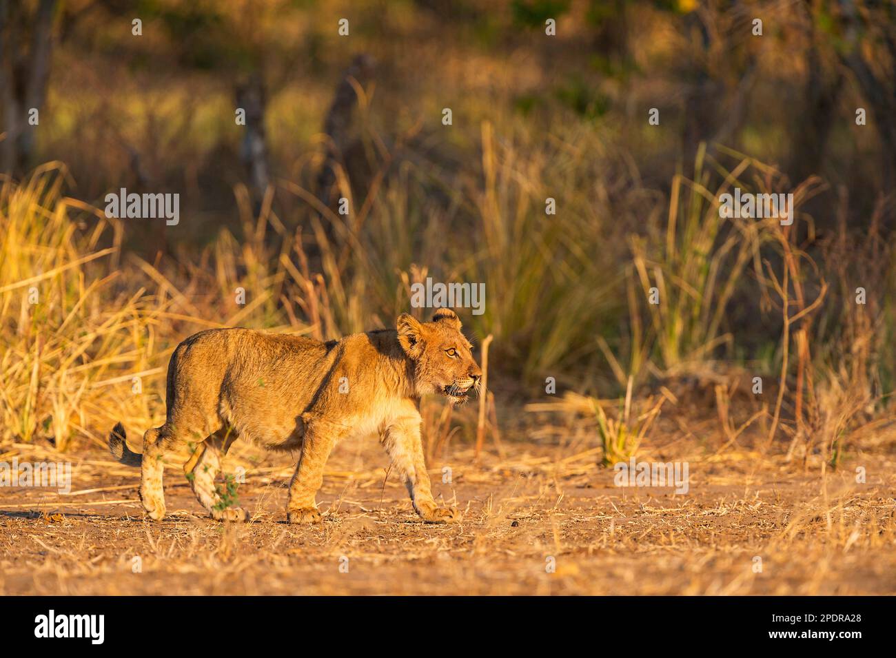 Fat lion hi-res stock photography and images - Alamy