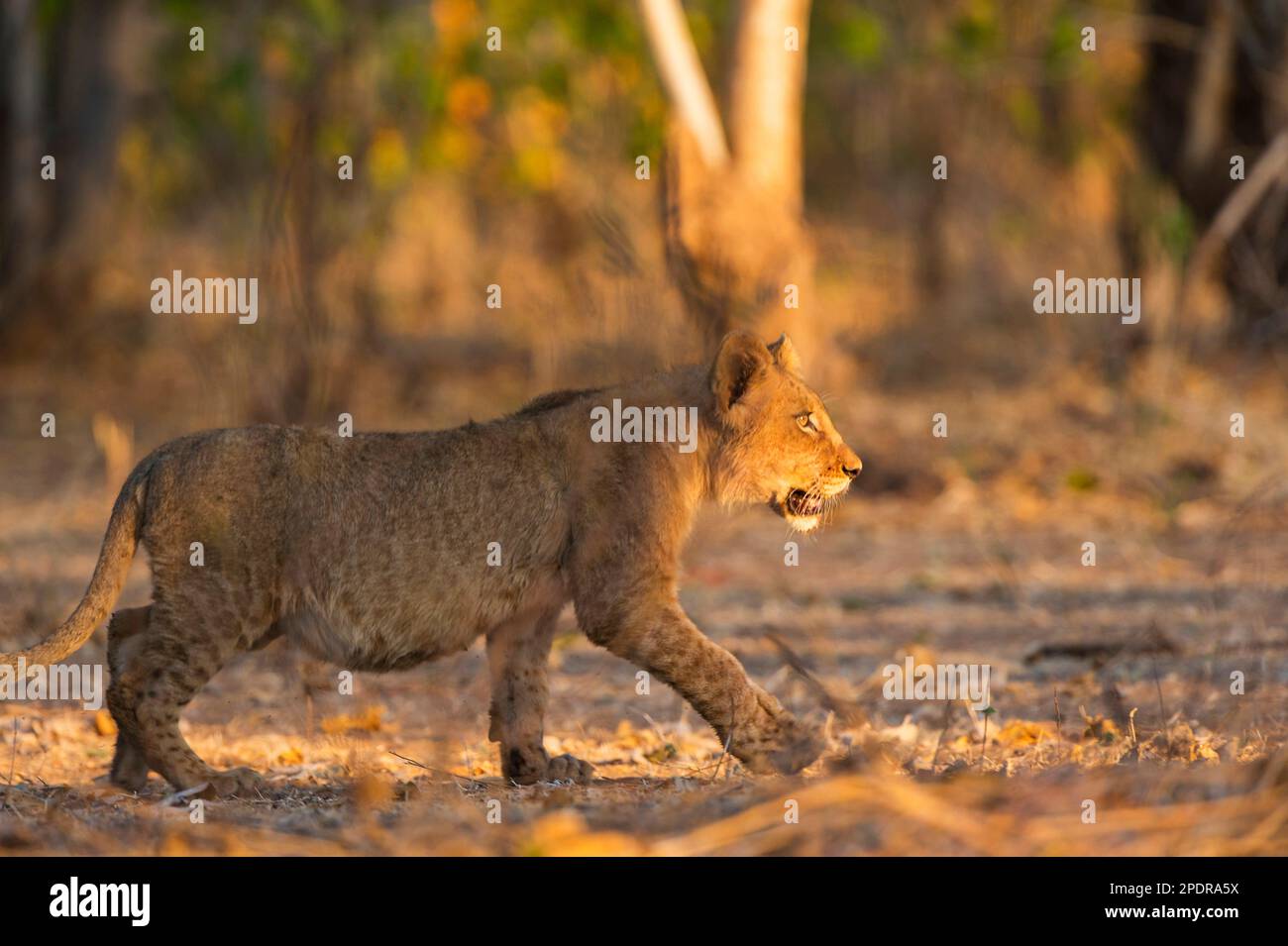 Fat lion hi-res stock photography and images - Alamy