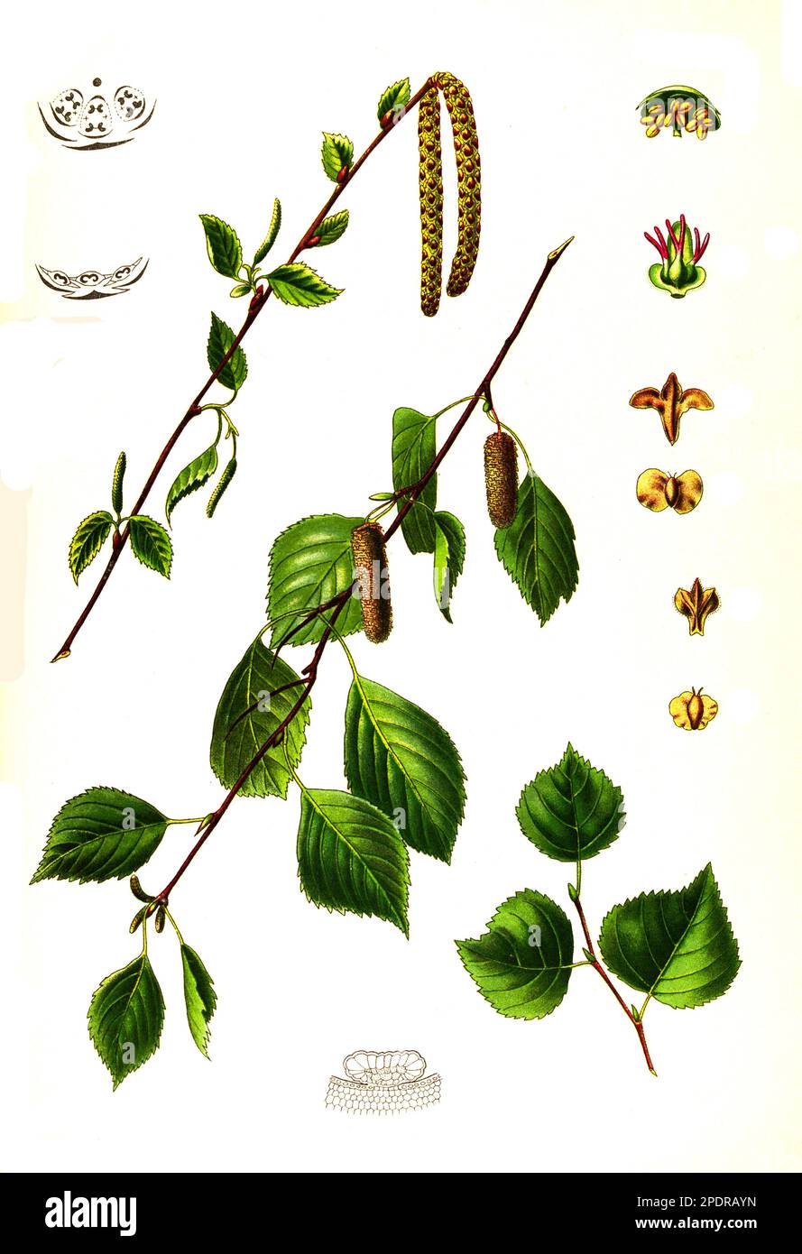 Hänge-Birke (Betula pendula, Betula alba, Betula verrucosa), auch ...