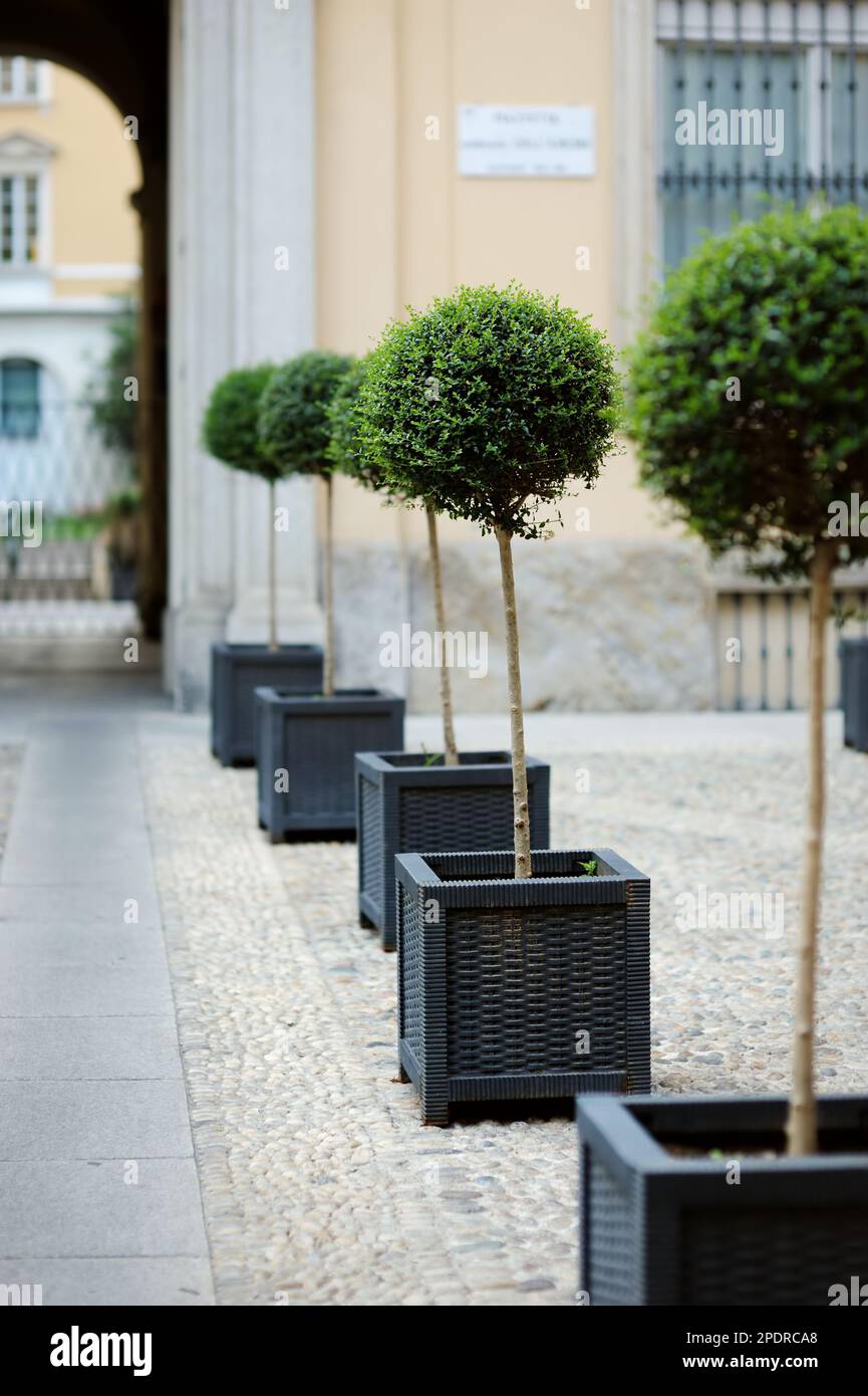 Small trees in pots hi-res stock photography and images - Alamy