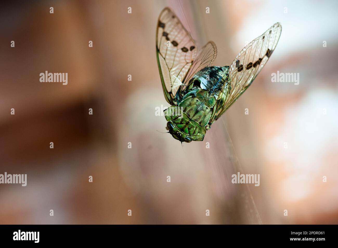 Cicada wings hi-res stock photography and images - Alamy