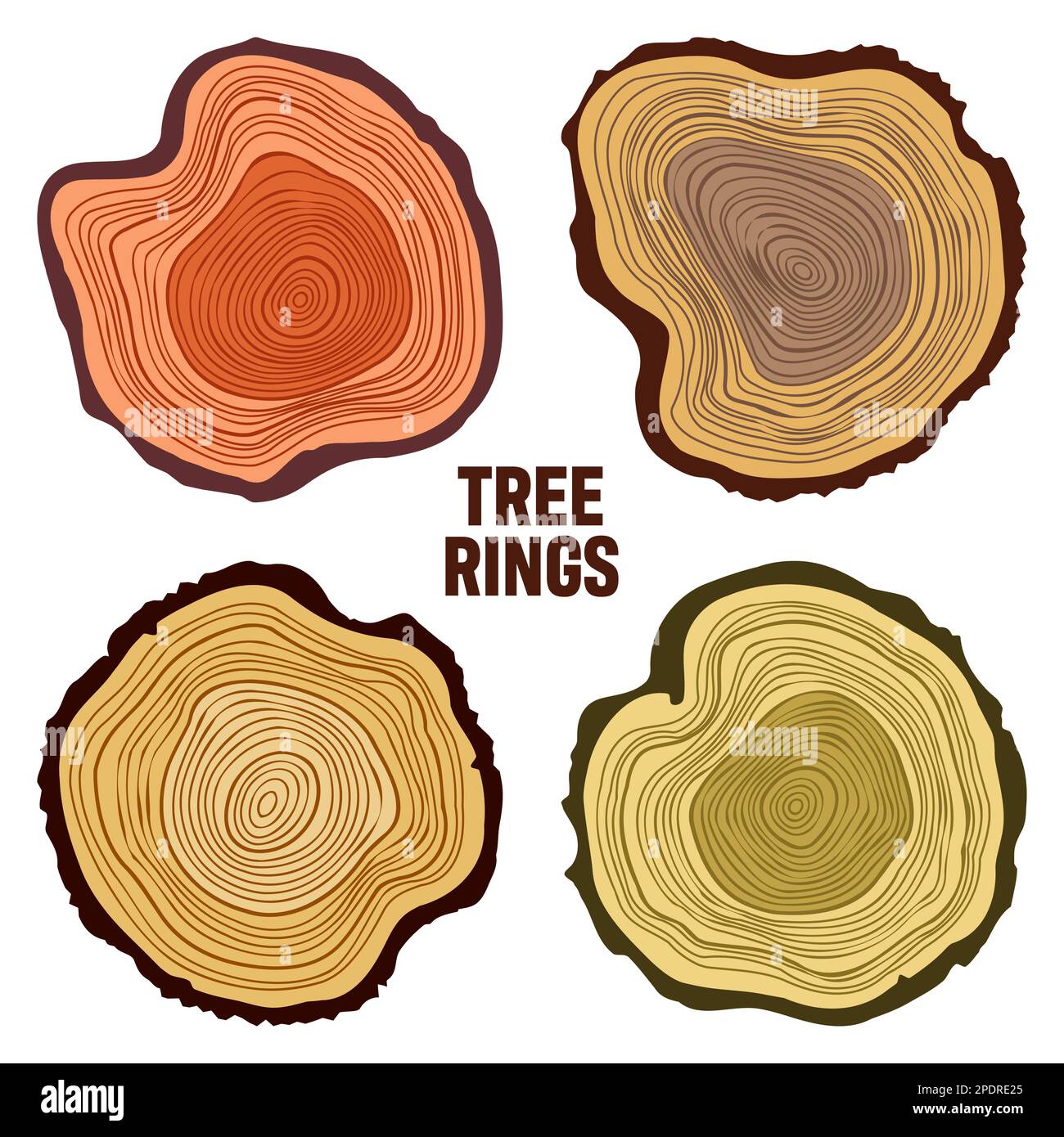 Round colorful tree trunk cuts, sawn pine or oak slices, lumber. Saw ...
