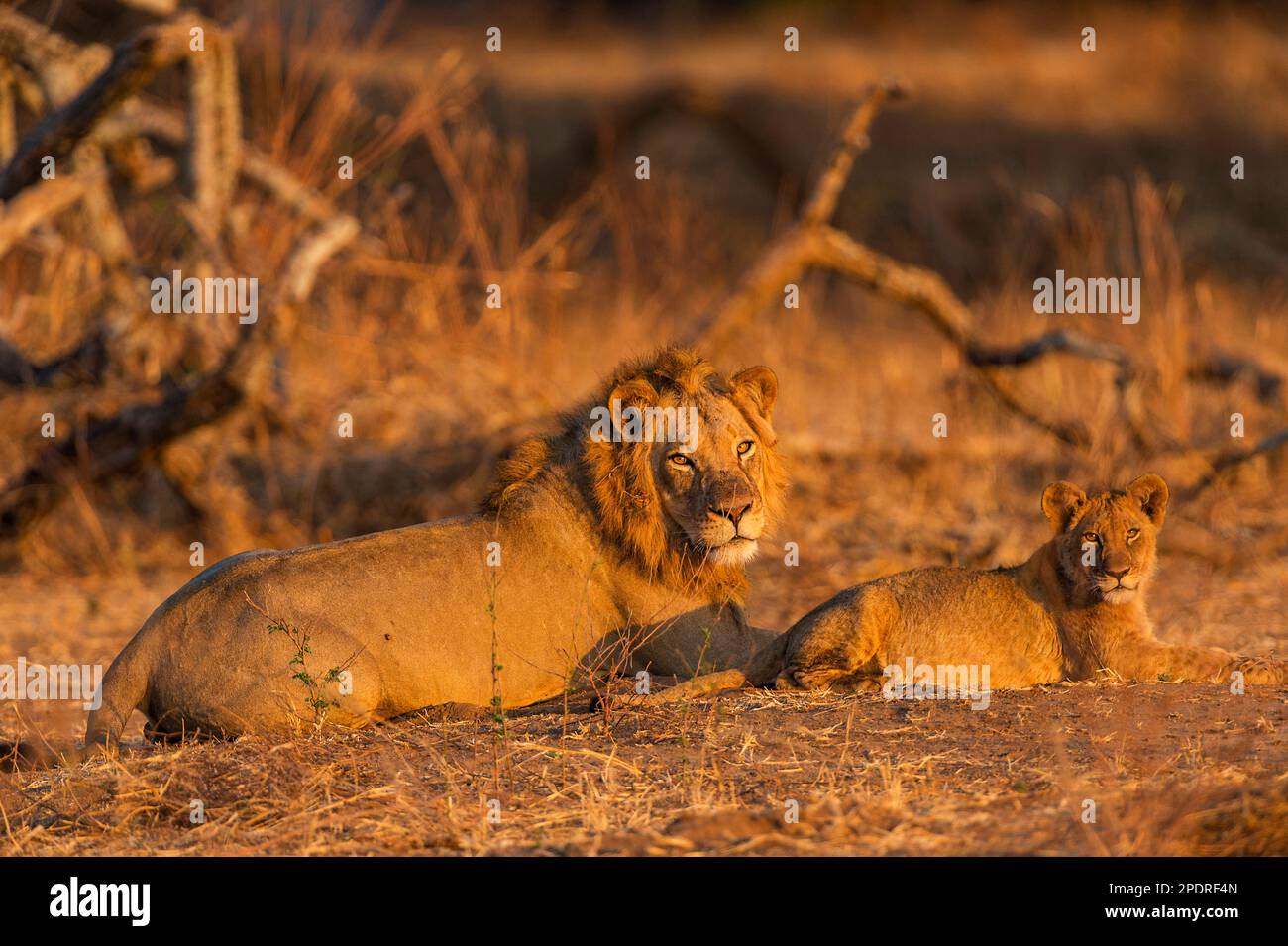 Lion conservation unit hi-res stock photography and images - Alamy