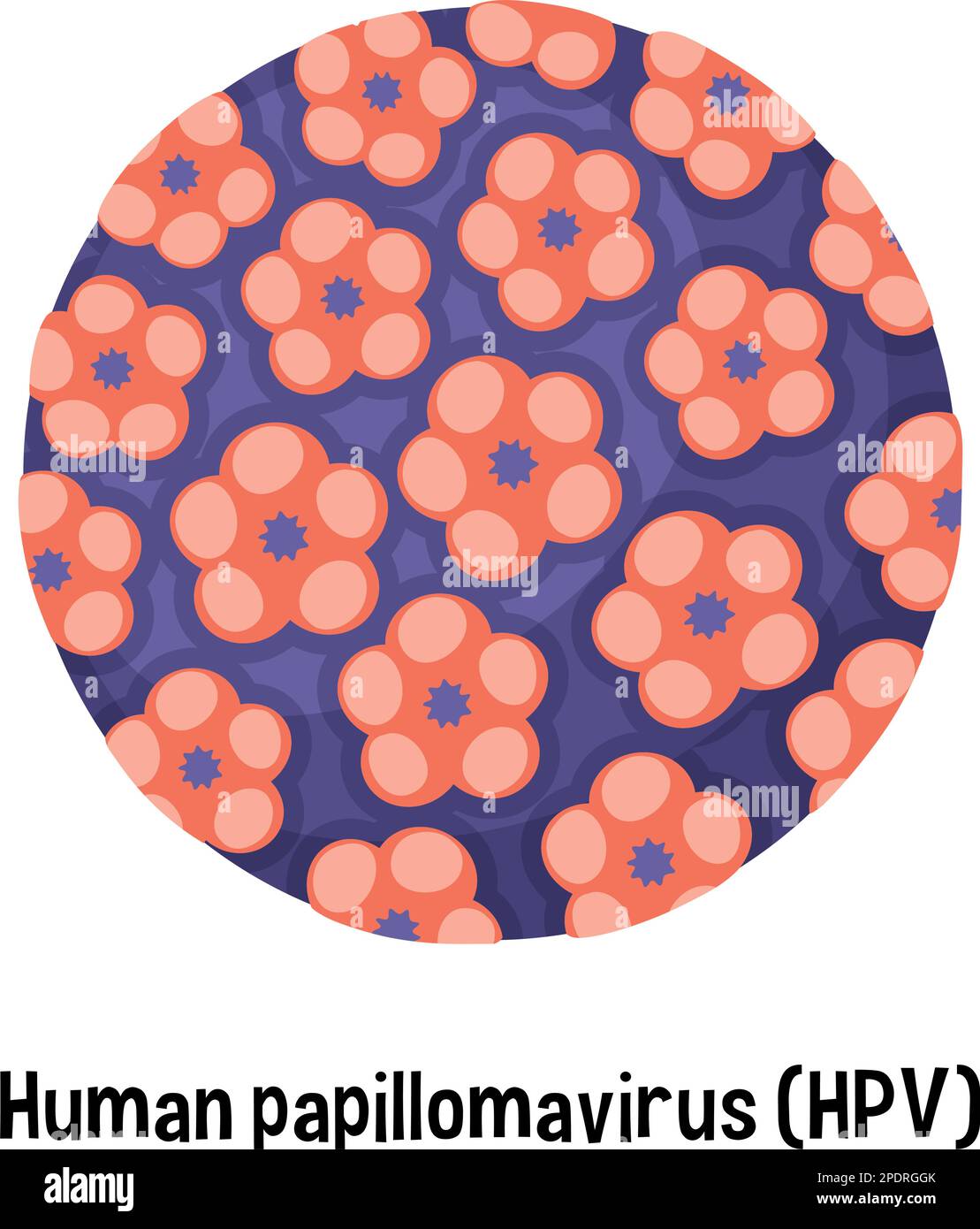 Human papillomavirus (HPV) with text illustration Stock Vector Image ...