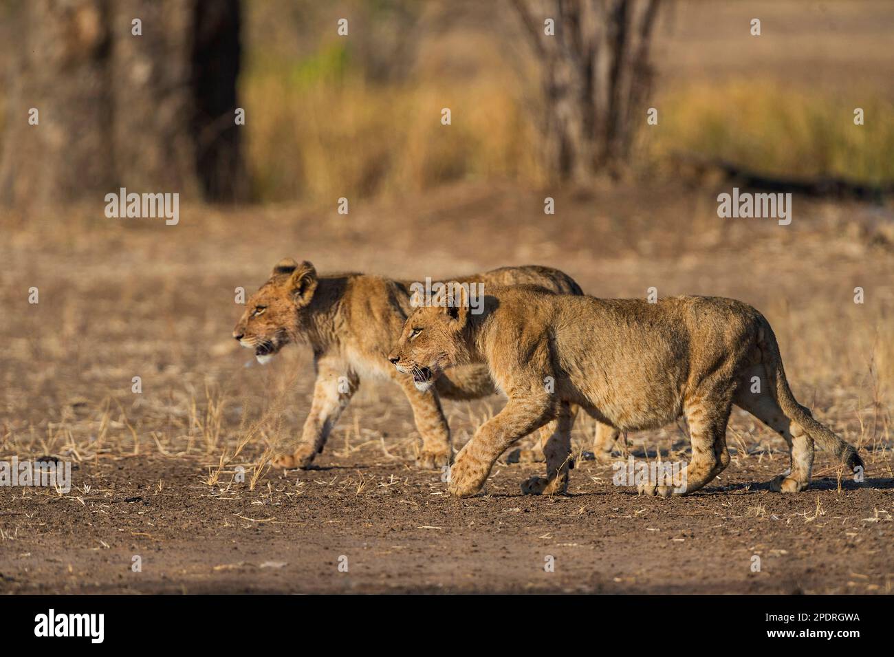 Fat lion hi-res stock photography and images - Alamy