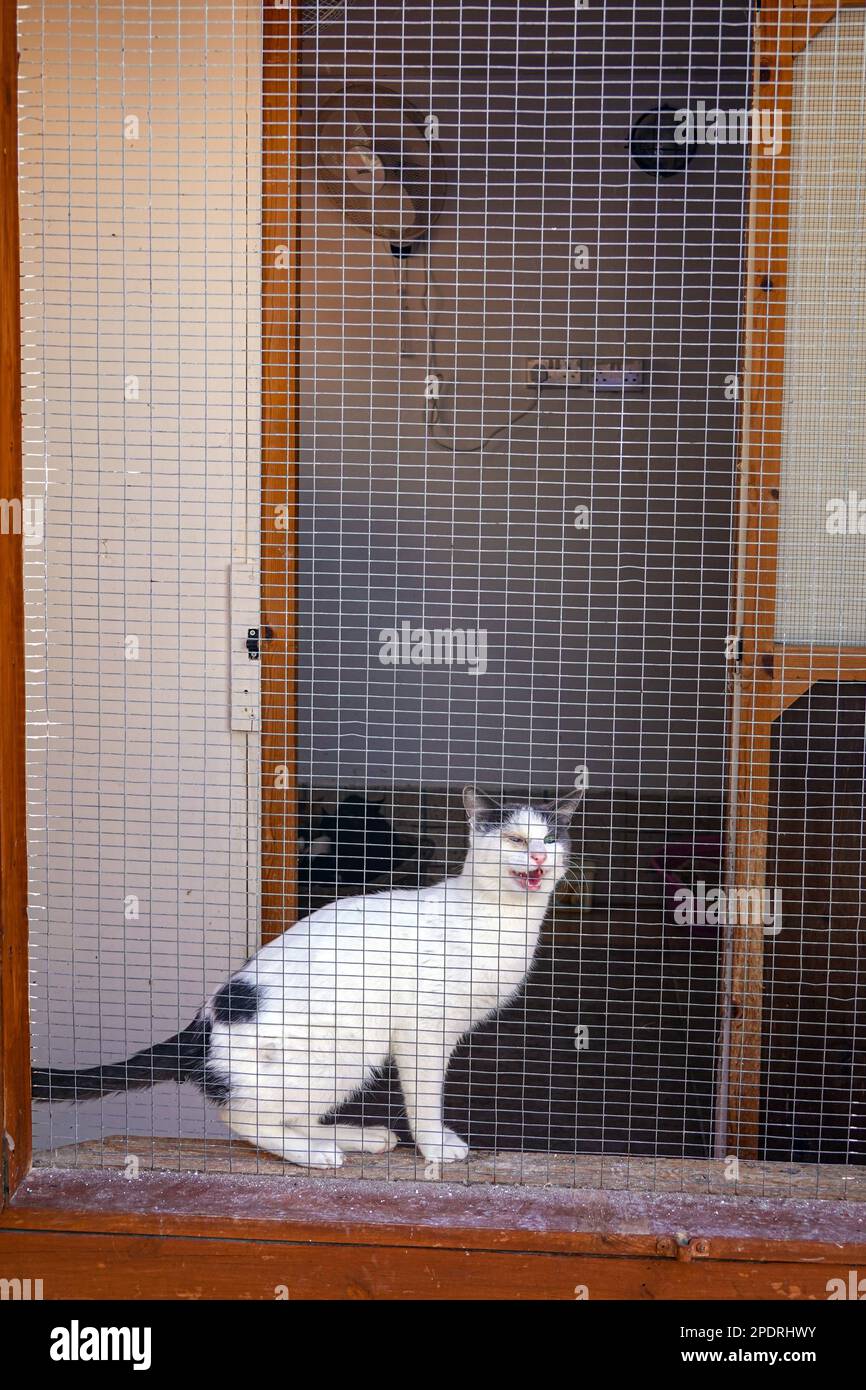 White cat behind wire mesh cage hi-res stock photography and images - Alamy