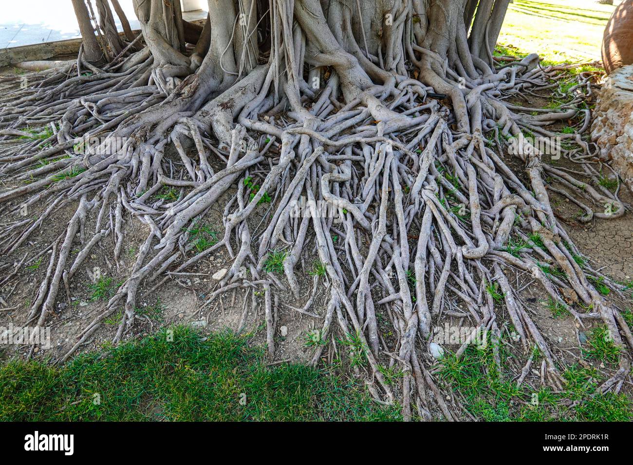 Aerial roots of monstera plant, rubber plant, Swiss cheese plant ...