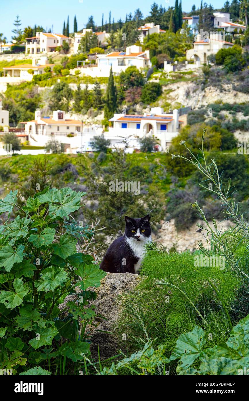 Tala cat park hi-res stock photography and images - Alamy