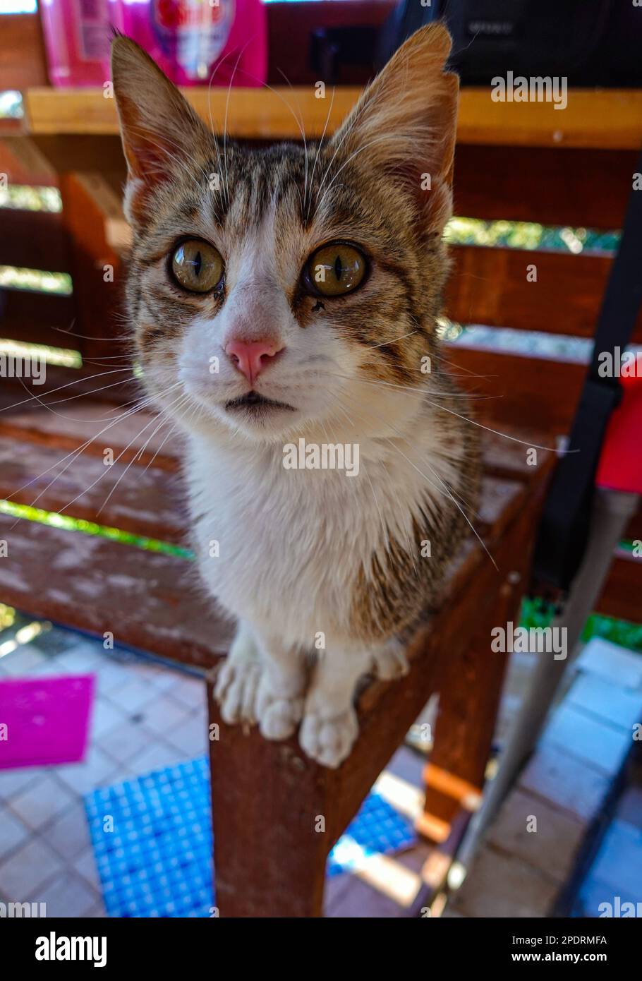 Tala cats hi-res stock photography and images - Alamy