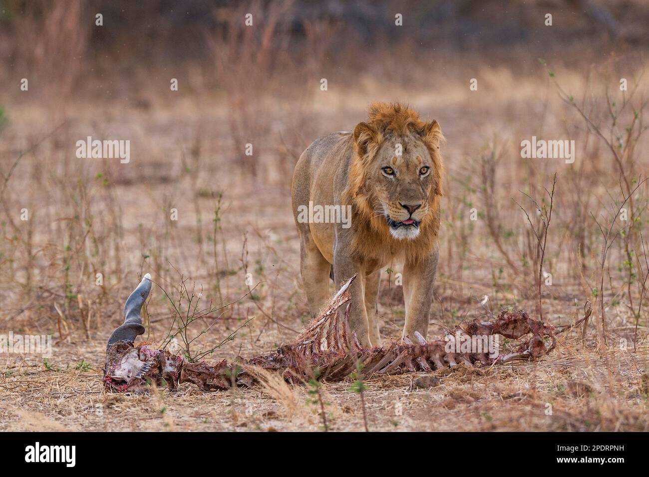 A young male lion stands over the carcas of a dead Eland in Zimbabwe's ...
