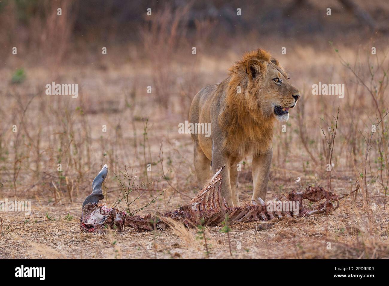 A young male lion stands over the carcas of a dead Eland in Zimbabwe's ...