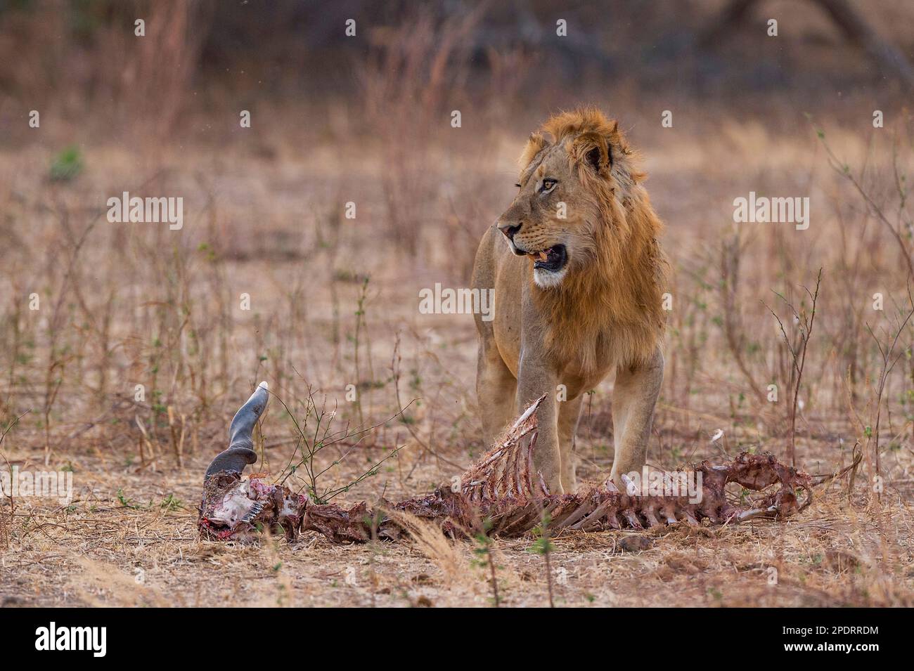 A young male lion stands over the carcas of a dead Eland in Zimbabwe's ...