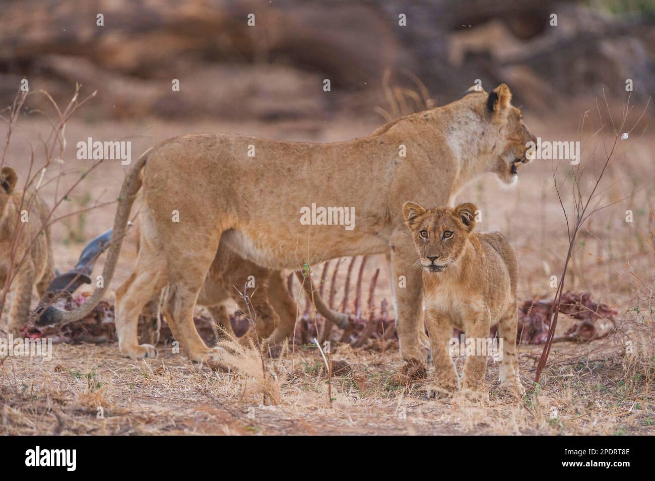 A young male lion stands over the carcas of a dead Eland in Zimbabwe's ...