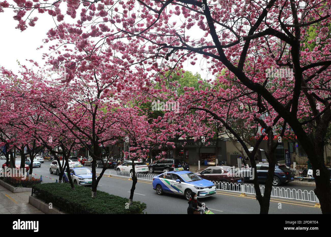 Cherry blossoms are in full bloom on Yuantong Street in Kunming City ...