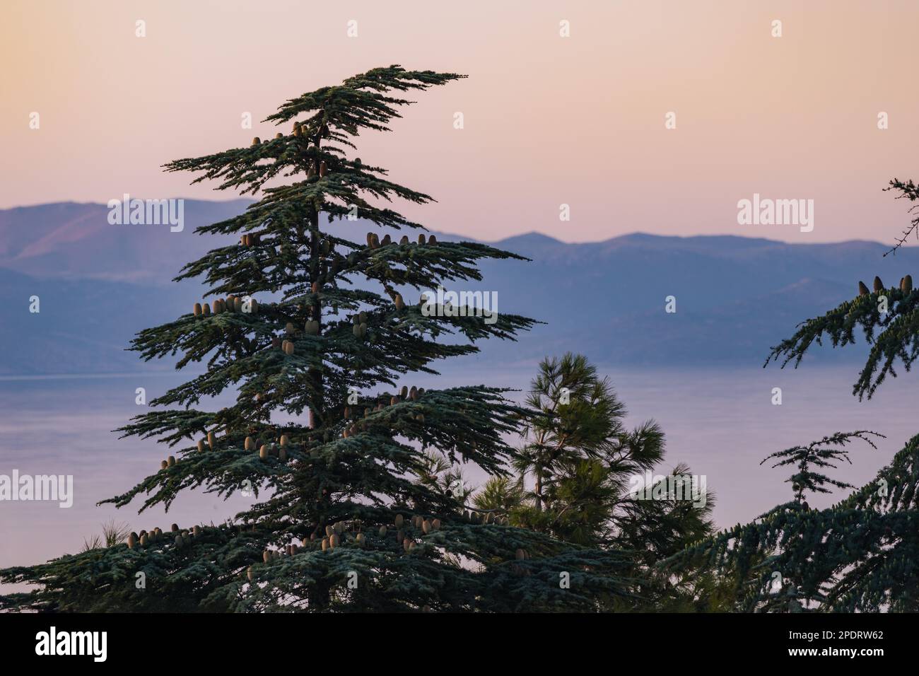 landscape with coniferous trees in the national park by the lake Stock ...