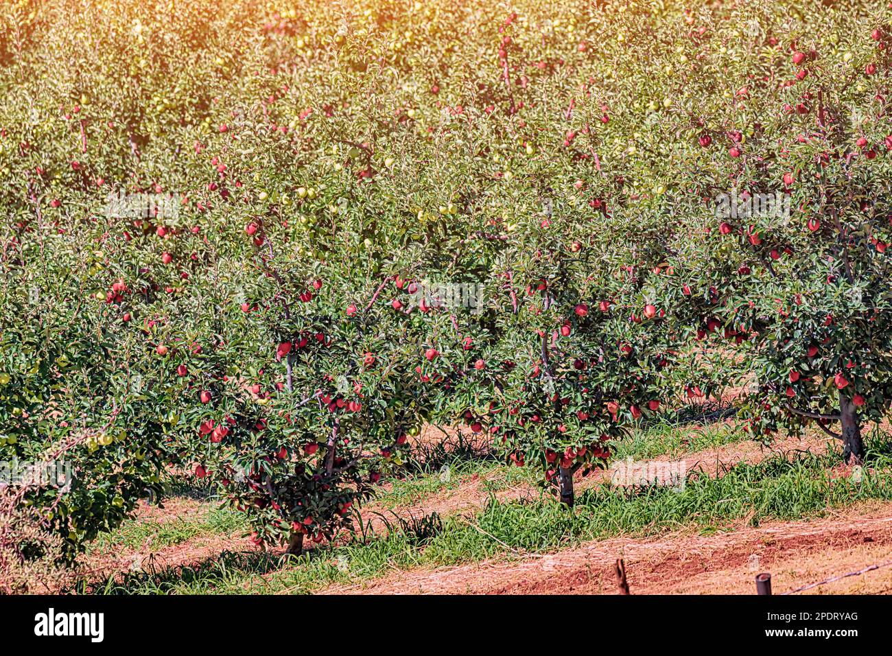 Apple plantations on a farm with a rich harvest. Agriculture and eco ...